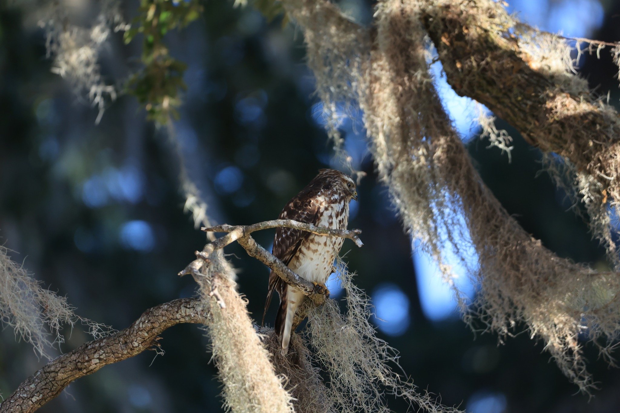 Wildlife Pictures Page - ThePondsSCResidents