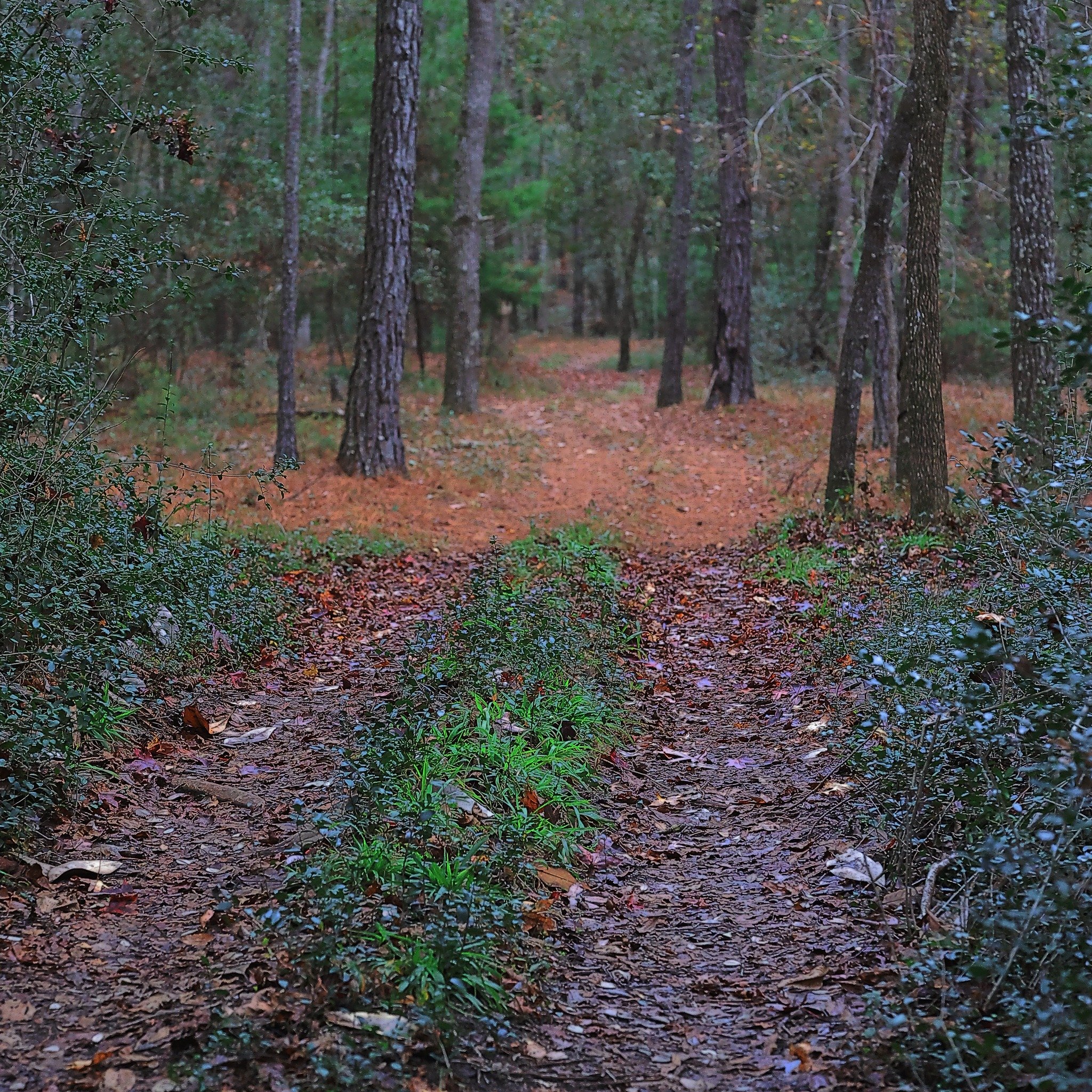 Trail System Photos - ThePondsSCResidents