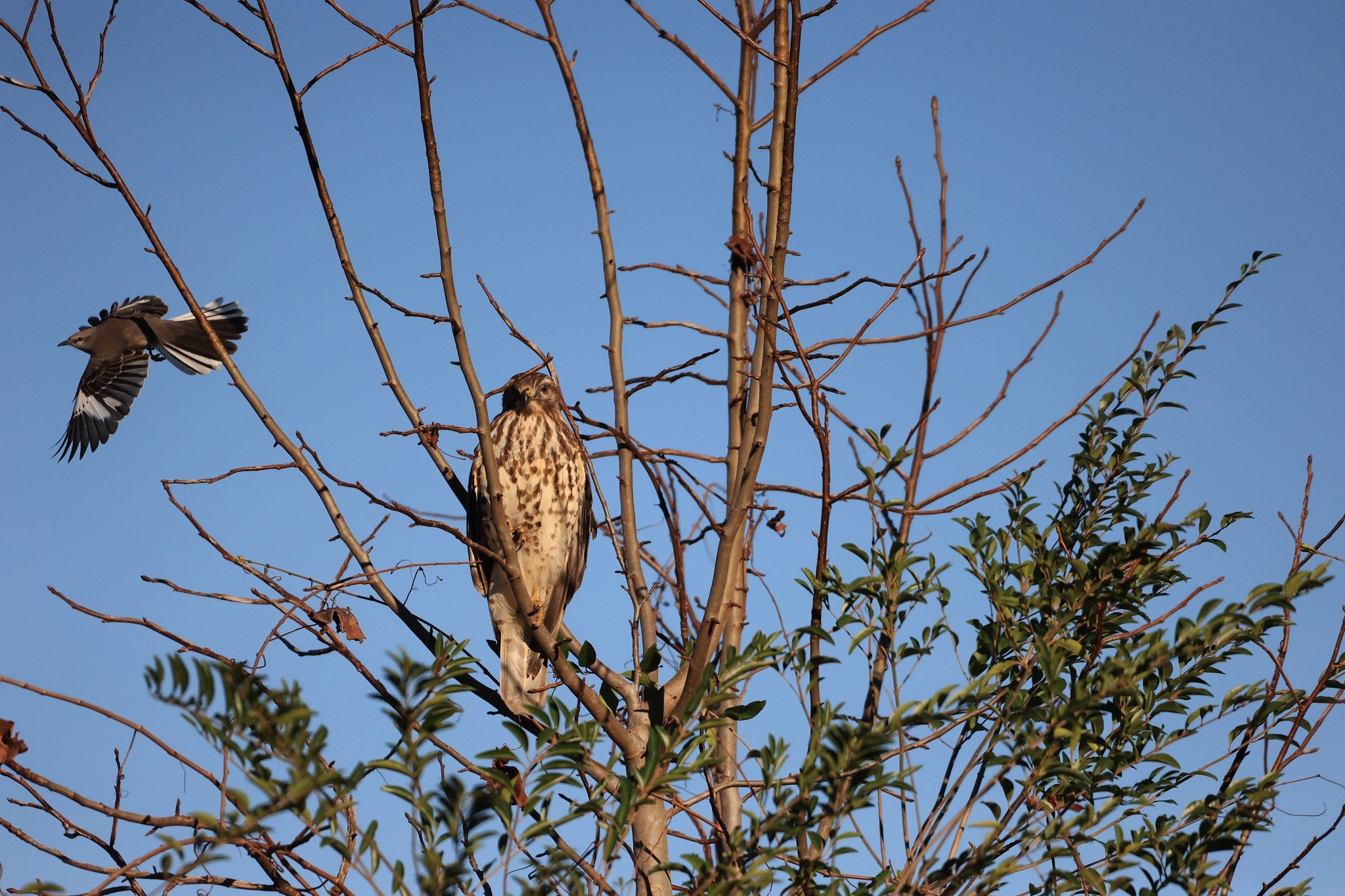 Wildlife Pictures Page - ThePondsSCResidents